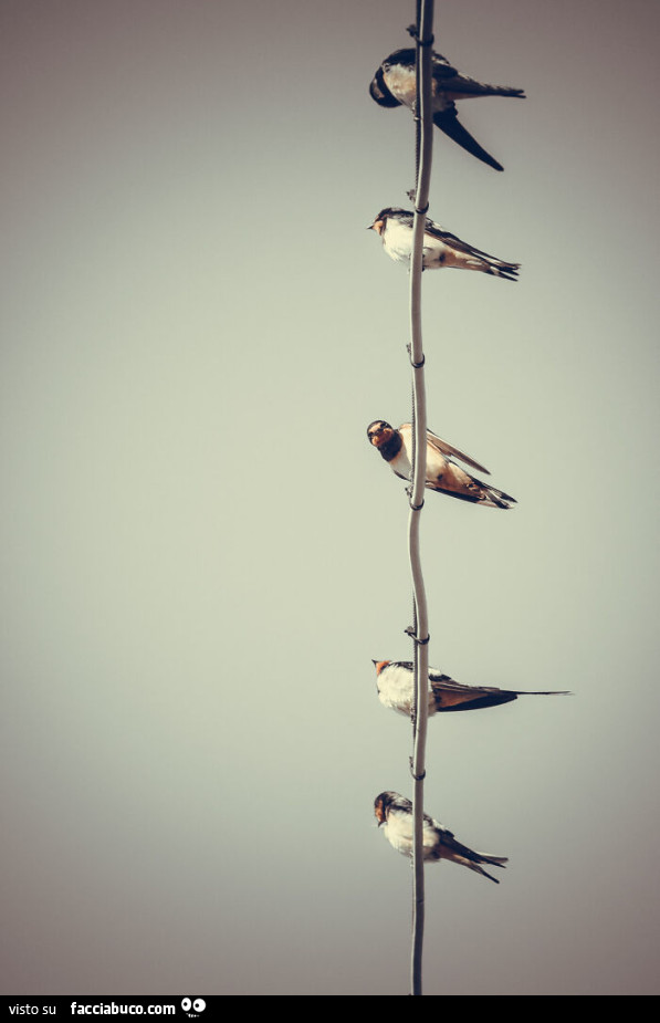 Che belle le rondini, sono la cosa che più mi manca durante l'inverno ...