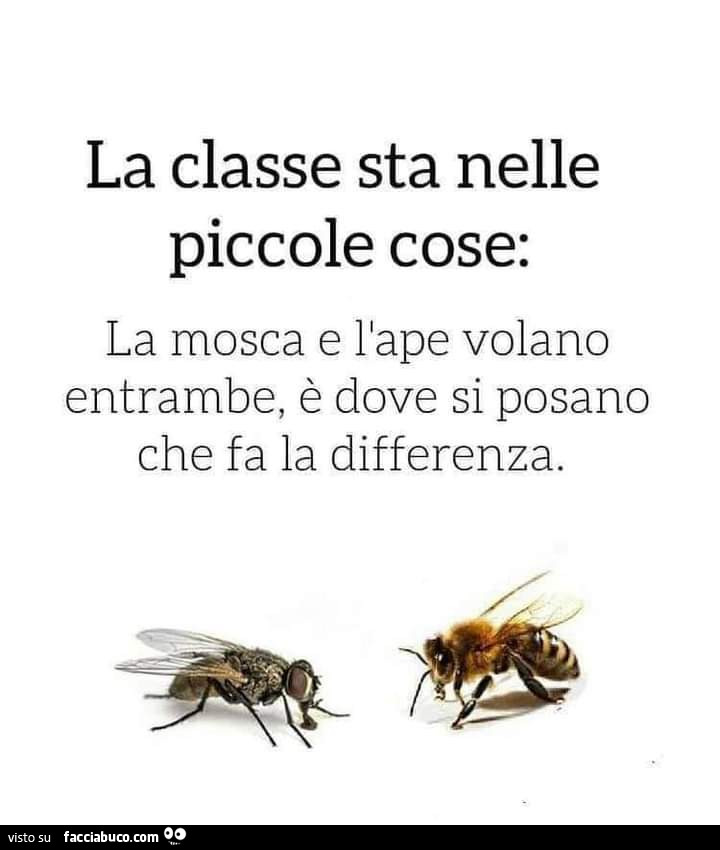 La classe sta nelle piccole cose: la mosca e l'ape volano entrambe, è ...