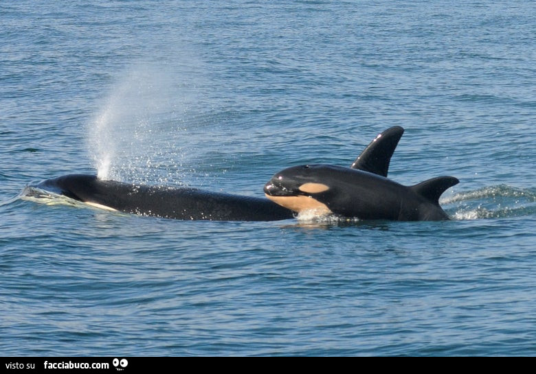 Nell'estate del 2018 l'esemplare di orca di nome Tahlequah (o J35 ...