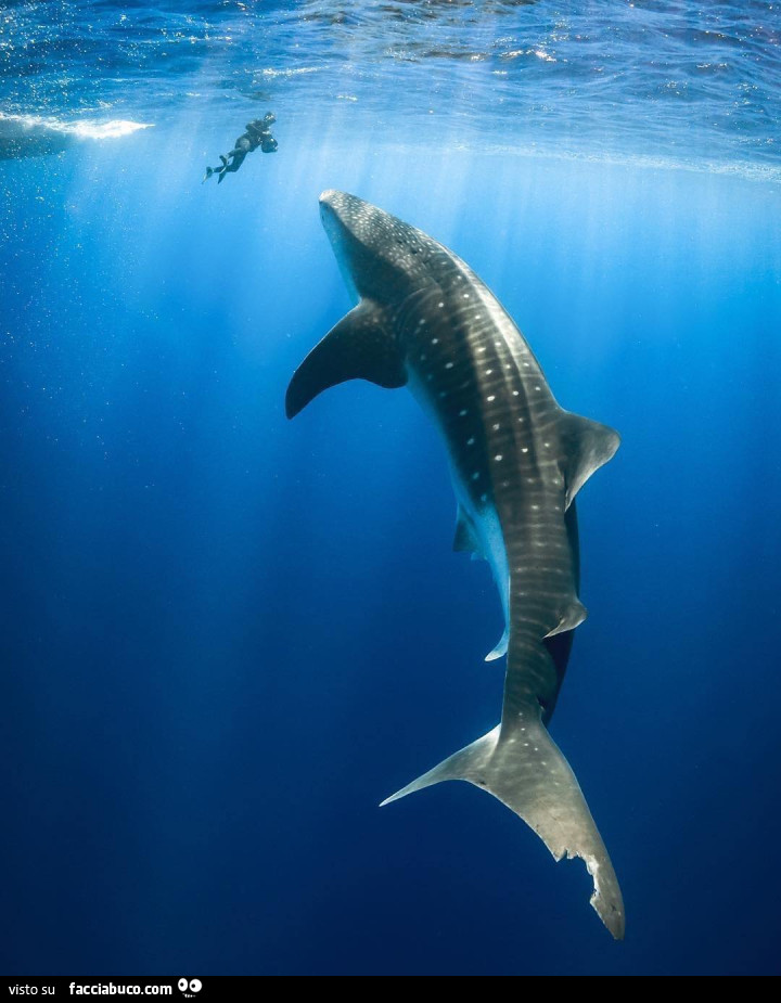 Tutti i meme sugli Squali - Facciabuco.com