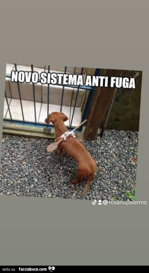 Come Un Meme Sul Cane Capo