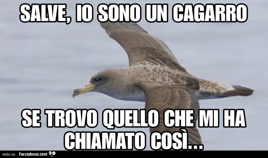 Tutti i meme sugli Uccelli - Facciabuco.com