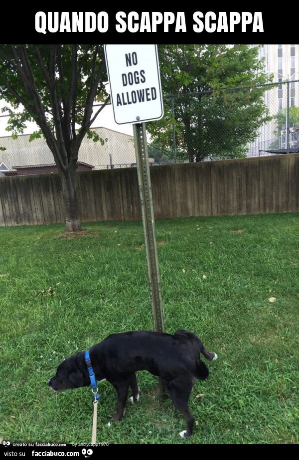 Facciabuco, il social network satirico!